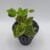 Buy Sarcopyramis sp Sumatra green | Zephyr Terra