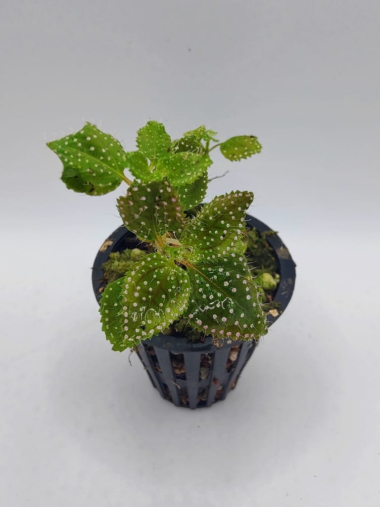 Buy Sarcopyramis sp Sumatra green | Zephyr Terra