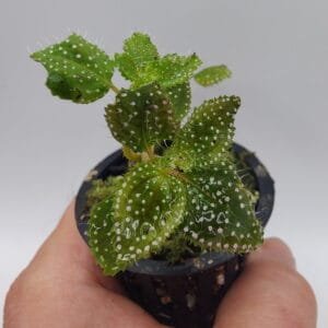 Buy Sarcopyramis sp Sumatra green | Zephyr Terra