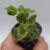 Buy Sarcopyramis sp Sumatra green | Zephyr Terra