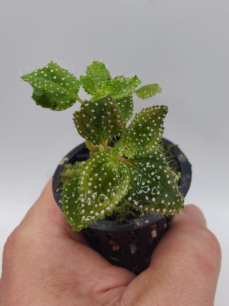 Buy Sarcopyramis sp Sumatra green | Zephyr Terra