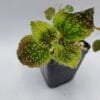 Buy Sarcopyramis sp Sumatra green | Zephyr Terra