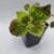 Buy Sarcopyramis sp Sumatra green | Zephyr Terra