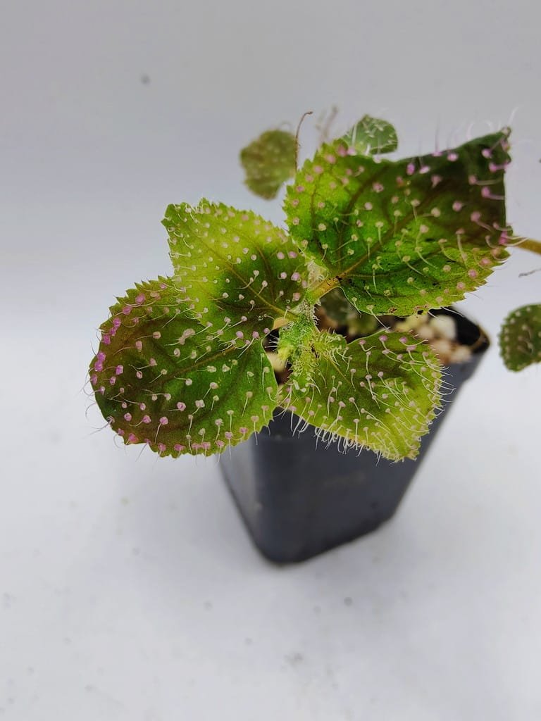 Buy Sarcopyramis sp Sumatra green | Zephyr Terra