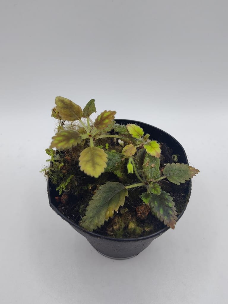Buy Sinningia muscicola | Zephyr Terra