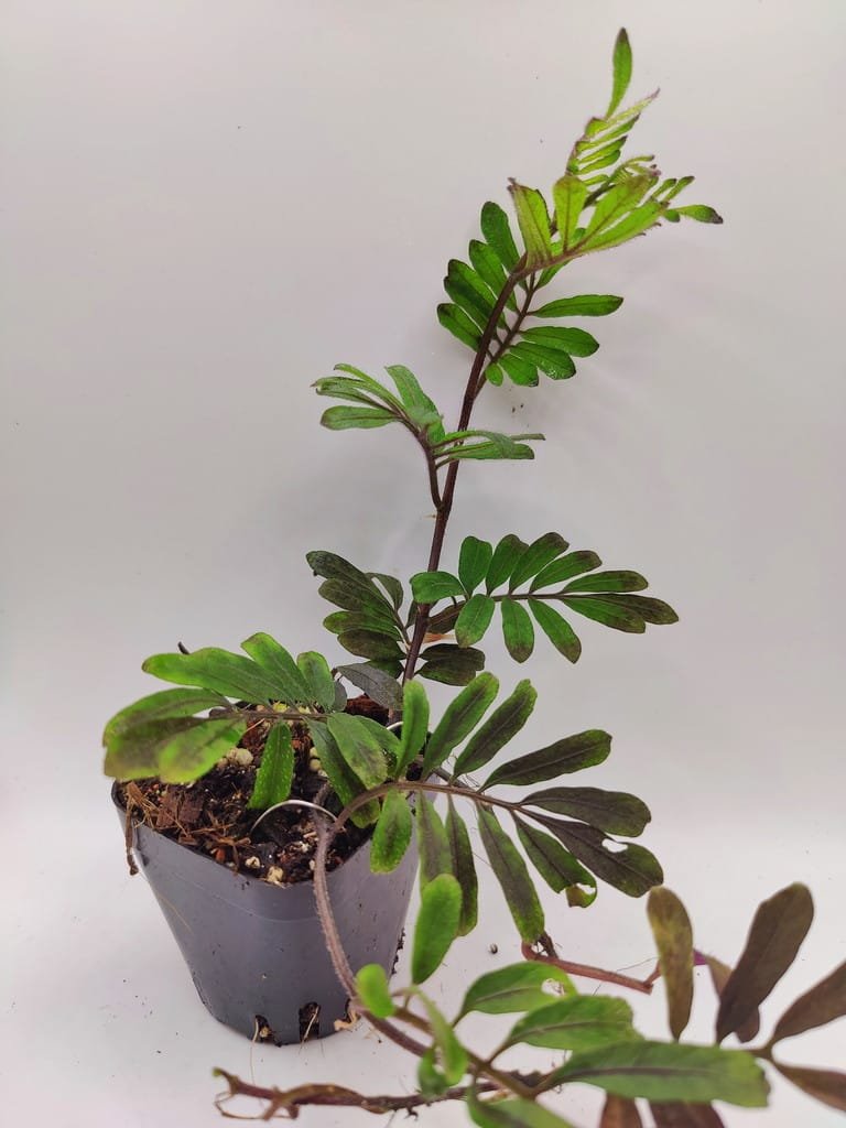 Buy Solanum uleanum | Zephyr Terra