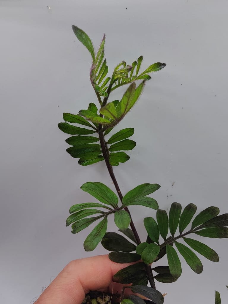 Buy Solanum uleanum | Zephyr Terra