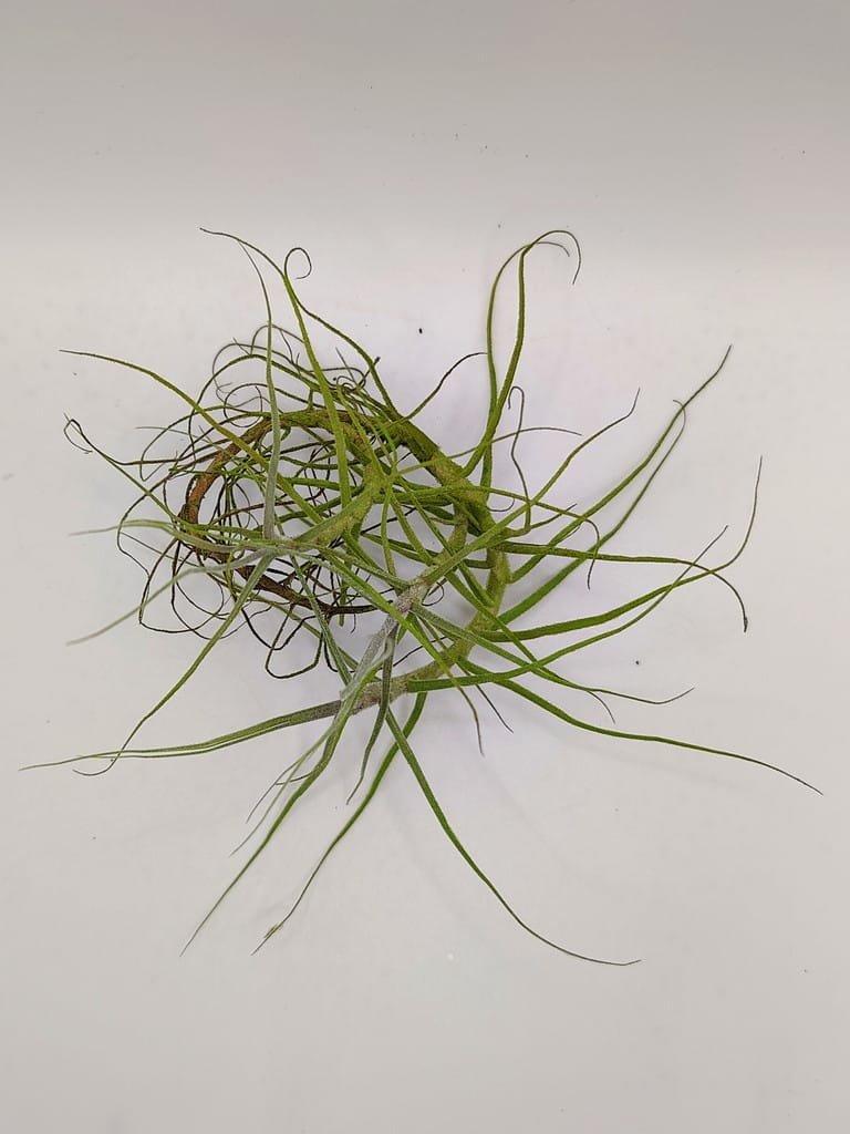 Buy Tillandsia paleacea | Zephyr Terra