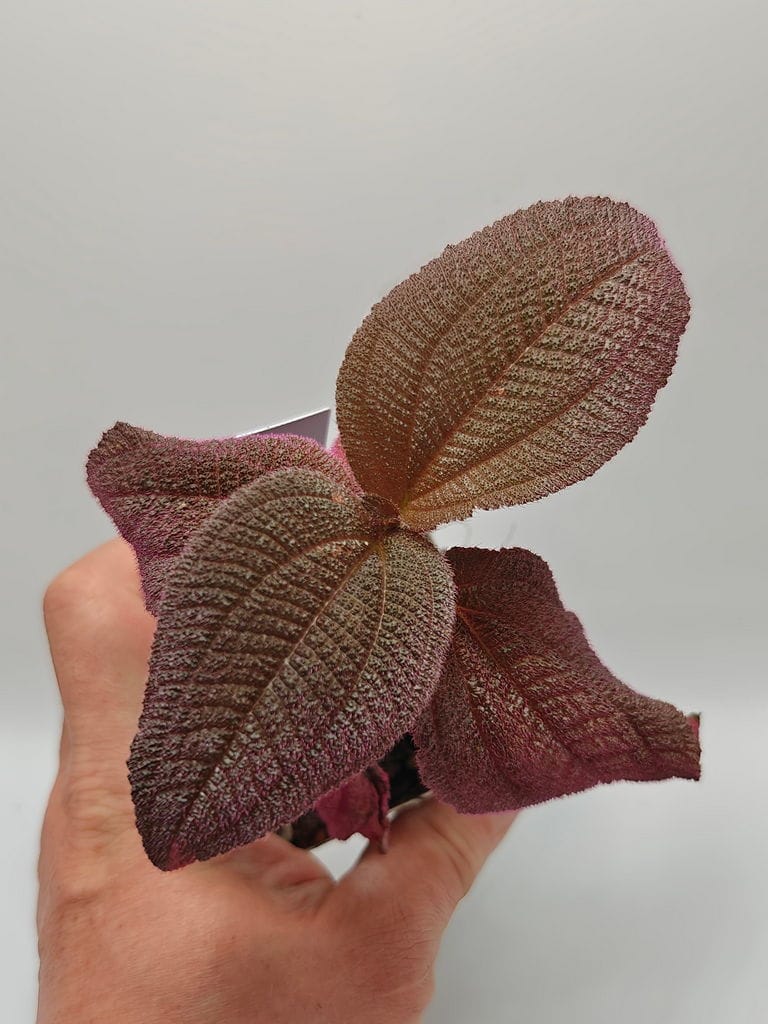Buy Triolena Involucrata Red | Zephyr Terra