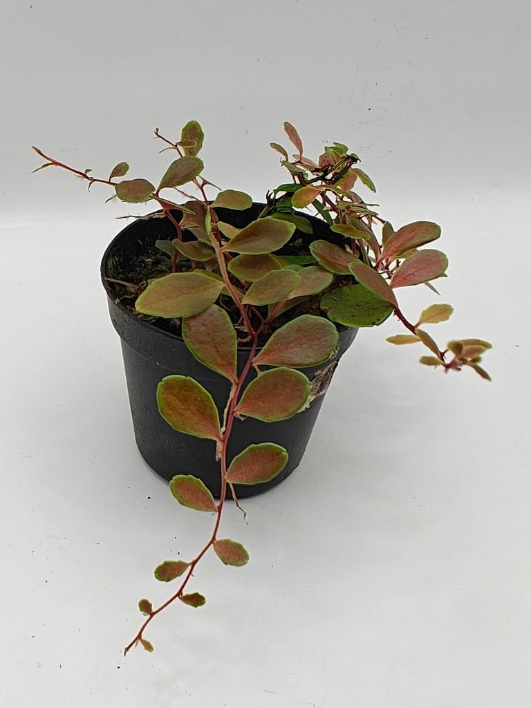 Buy Marcgravia sp Ecuador Blue | Zephyr Terra