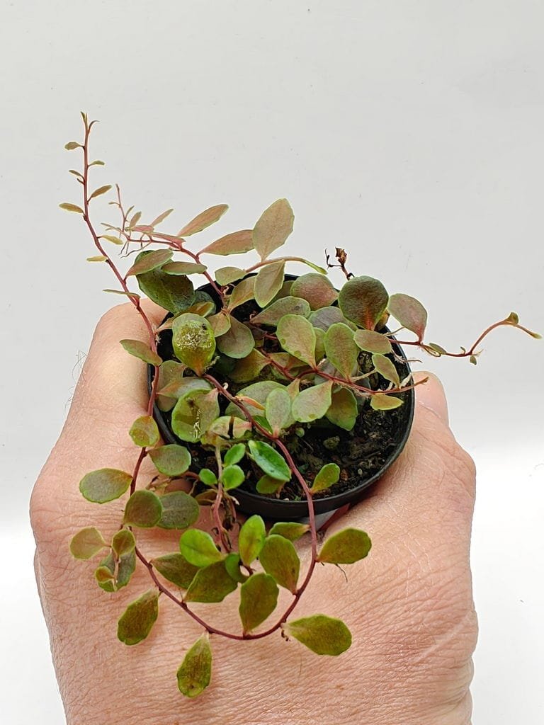 Buy Marcgravia sp Ecuador Blue | Zephyr Terra