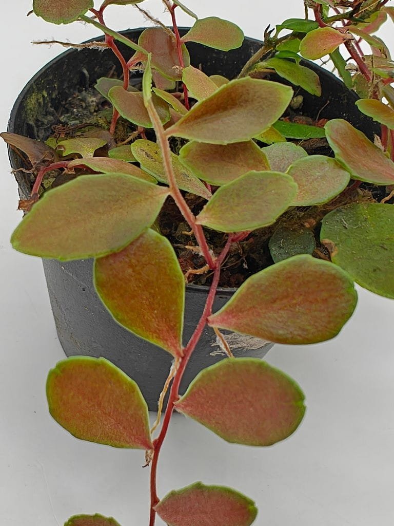 Buy Marcgravia sp Ecuador Blue | Zephyr Terra