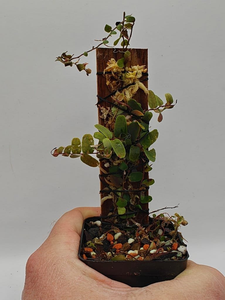 Buy Marcgravia sp Melon | Zephyr Terra