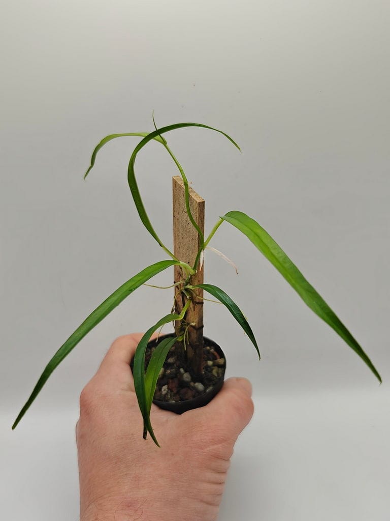 Buy Philodendron sp Peru Fine | Zephyr Terra