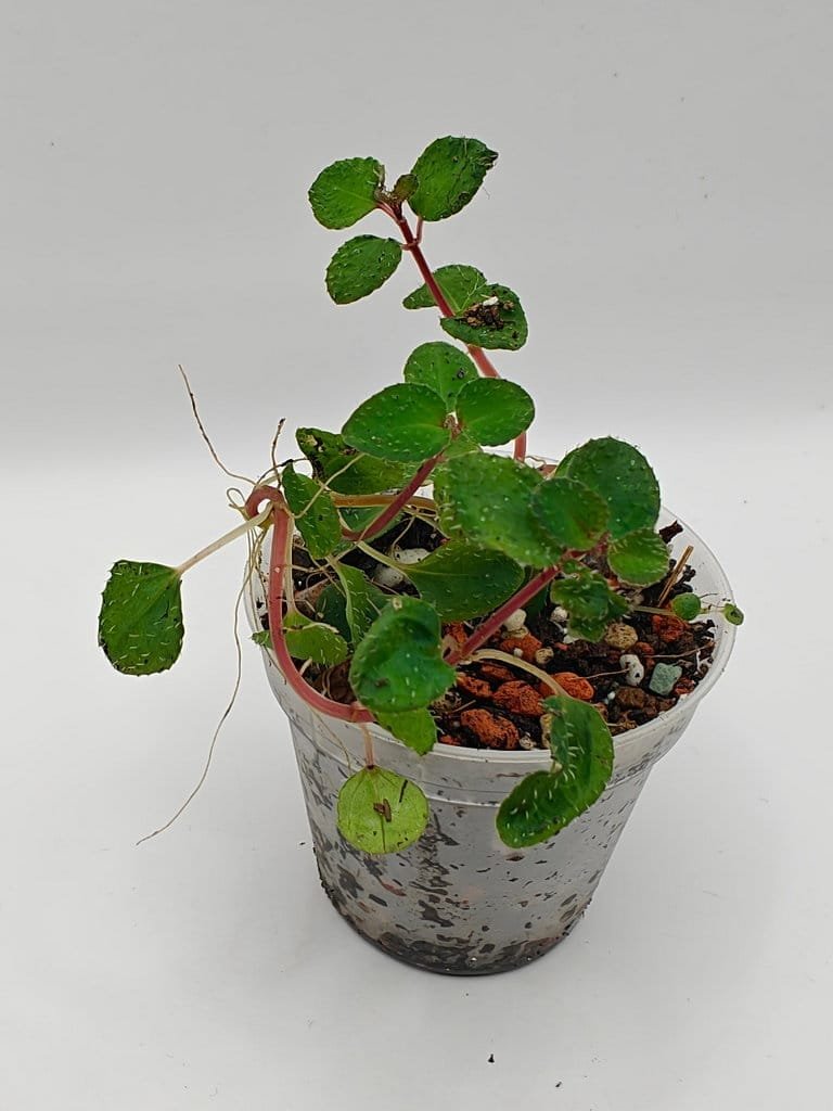 Buy Sarcopyramis sp Sumatra green | Zephyr Terra