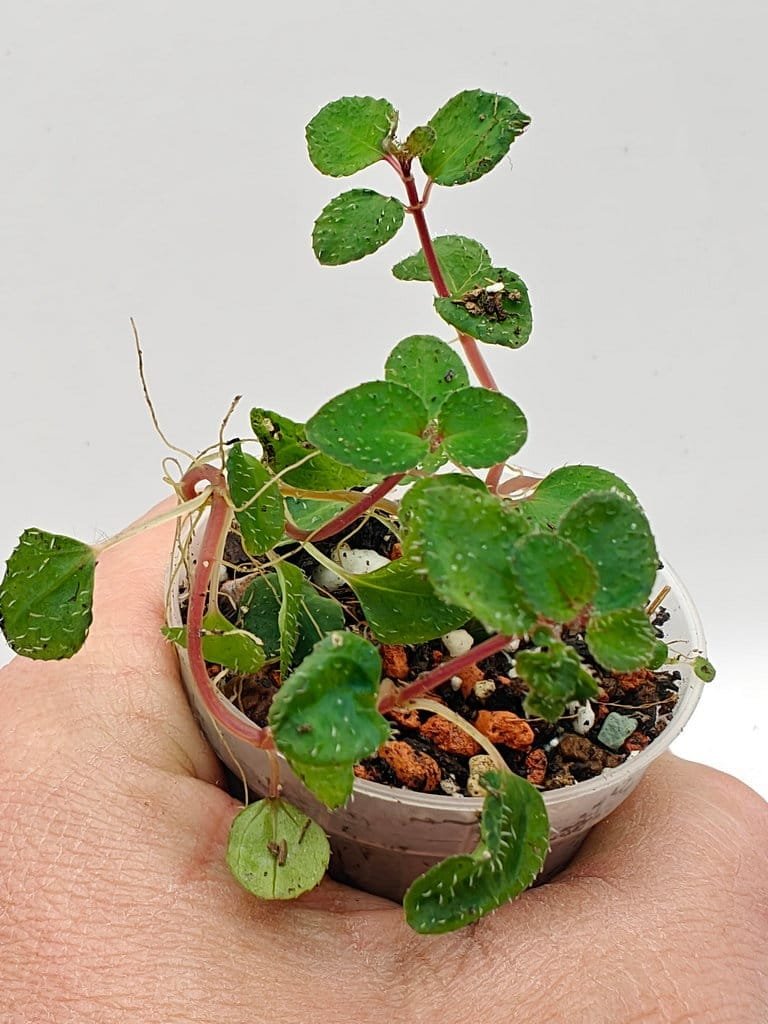 Buy Sarcopyramis sp Sumatra green | Zephyr Terra