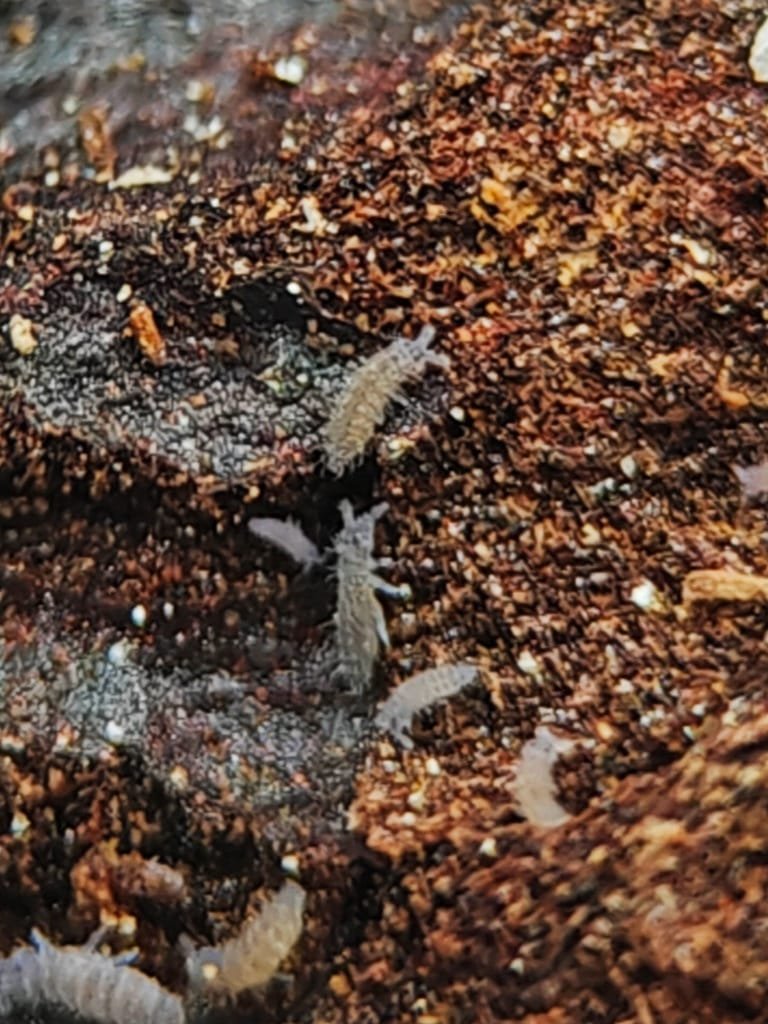 Buy Ceratophysella sp Lilac springtails | Zephyr Terra