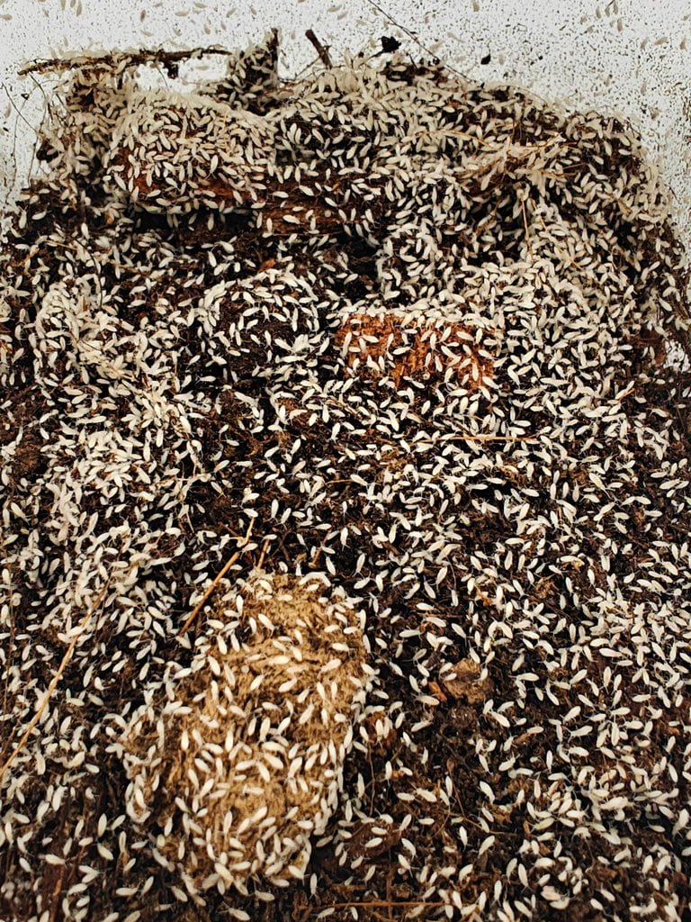 Buy Tropical white springtails (big box) | Zephyr Terra